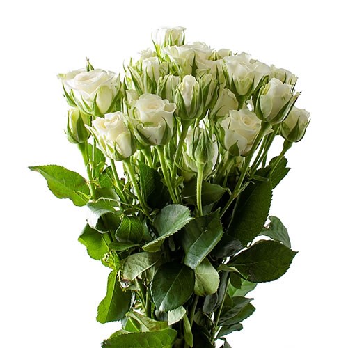 ROSE SPRAY SNOW FLAKE 60cm | Wholesale Dutch Flowers & Florist Supplies UK