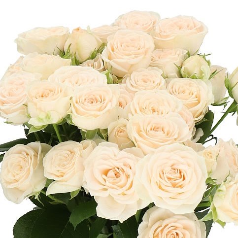 ROSE SPRAY SOFIE 50cm | Wholesale Dutch Flowers & Florist Supplies UK
