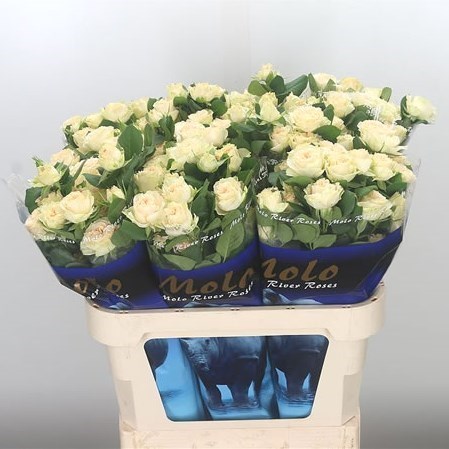 ROSE SPRAY SUMMERROSE 60cm | Wholesale Dutch Flowers & Florist Supplies UK