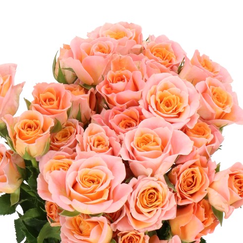 ROSE SPRAY SUNDIAL 60cm | Wholesale Dutch Flowers & Florist Supplies UK
