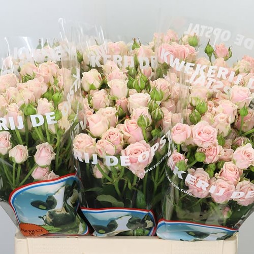ROSE SPRAY SWEET 4 TUNE 60cm | Wholesale Dutch Flowers & Florist ...