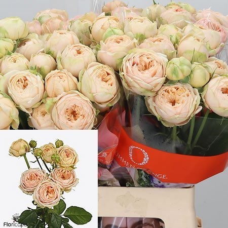 ROSE SPRAY SWEET CATALINA 70cm 3+ | Wholesale Dutch Flowers & Florist ...