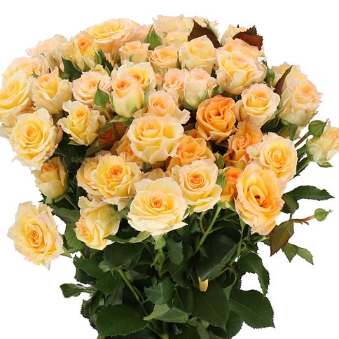 ROSE SPRAY SWEET CHABLIS 50cm | Wholesale Dutch Flowers & Florist ...