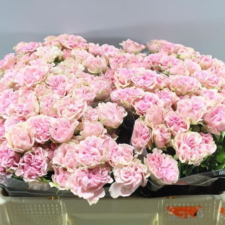 ROSE SPRAY SWEET FLOW 50cm 5+ | Wholesale Dutch Flowers & Florist ...