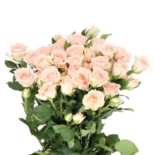 ROSE SPRAY SWEET SARA 50cm | Wholesale Dutch Flowers & Florist Supplies UK