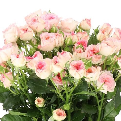 ROSE SPRAY SWEET STARS 50cm | Wholesale Dutch Flowers & Florist Supplies UK