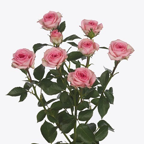 ROSE SPRAY TRALALA 60cm | Wholesale Dutch Flowers & Florist Supplies UK