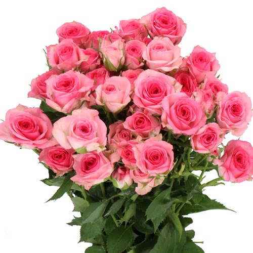 ROSE SPRAY TRALALA 60cm | Wholesale Dutch Flowers & Florist Supplies UK