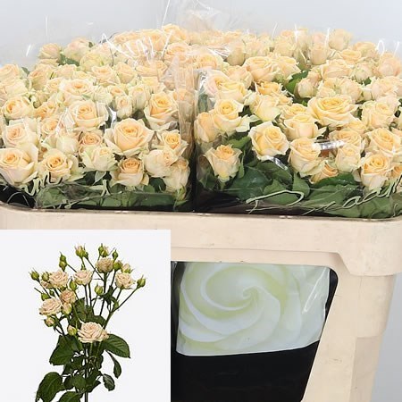ROSE SPRAY TRINITY 50cm | Wholesale Dutch Flowers & Florist Supplies UK