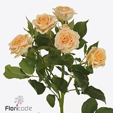 ROSE SPRAY TRINITY 60cm 5+ | Wholesale Dutch Flowers & Florist Supplies UK