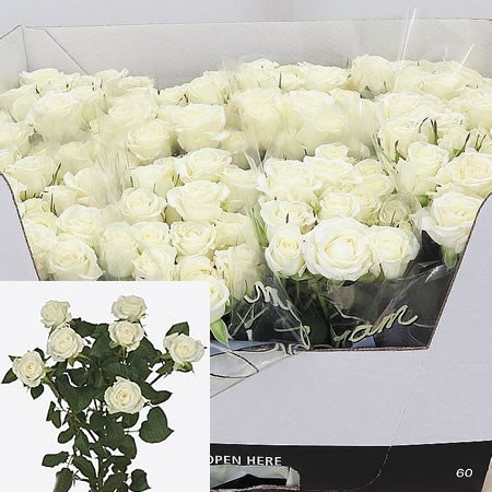 ROSE SPRAY WEDDING PARTY 70cm | Wholesale Dutch Flowers & Florist ...