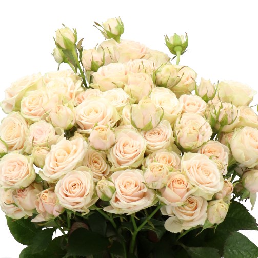 ROSE SPRAY WHITNEY 50cm | Wholesale Dutch Flowers & Florist Supplies UK