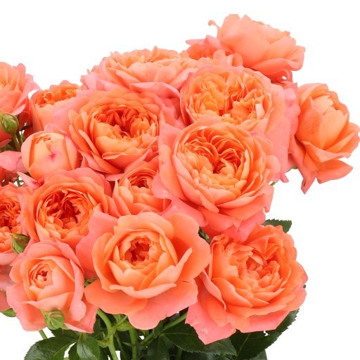 ROSE SPRAY WILD MIRACLE 40cm | Wholesale Dutch Flowers & Florist ...