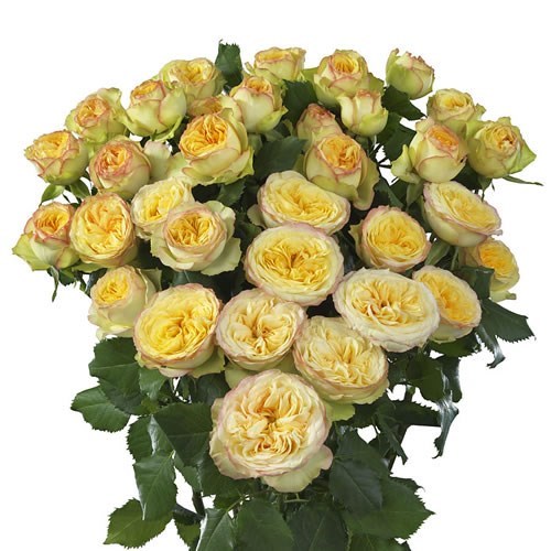 ROSE SPRAY YOGA TRENDSETTER (SMALL HEADS) 40cm | Wholesale Dutch ...