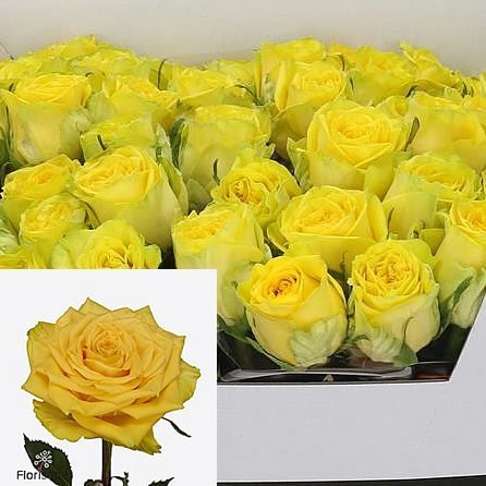 ROSE SUNCHASER (SMALL HEADS) 40cm | Wholesale Dutch Flowers & Florist ...