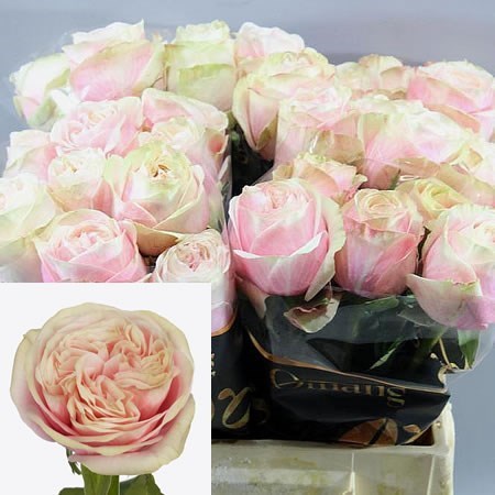 ROSE SWAN GRACE (SMALL HEADED) 40cm | Wholesale Dutch Flowers & Florist ...