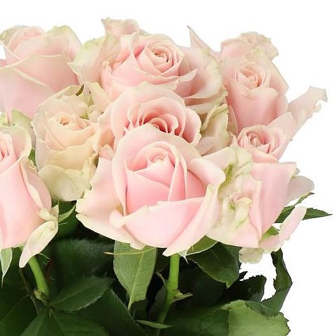 ROSE SWEET AVALANCHE 80cm | Wholesale Dutch Flowers & Florist Supplies UK