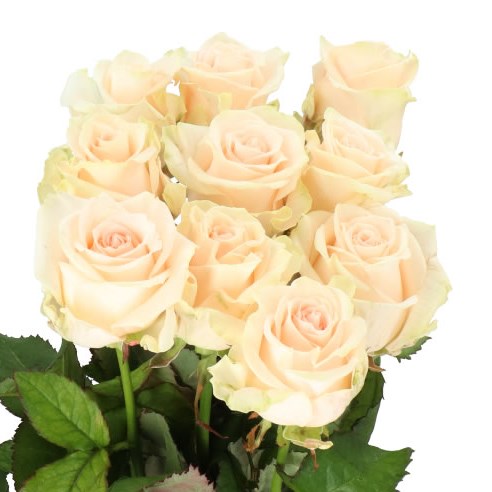 ROSE SWEET CAROLINE 60cm | Wholesale Dutch Flowers & Florist Supplies UK