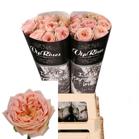 ROSE SWEET CATALINA 60cm | Wholesale Dutch Flowers & Florist Supplies UK