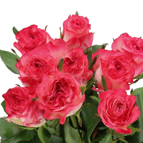 ROSE SWEET ENCHANTMENT 50cm | Wholesale Dutch Flowers & Florist Supplies UK