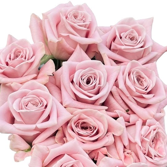 ROSE SWEET MENTA 60cm | Wholesale Dutch Flowers & Florist Supplies UK