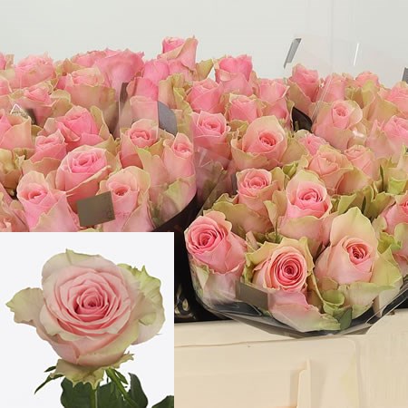 ROSE TANGO 50cm | Wholesale Dutch Flowers & Florist Supplies UK
