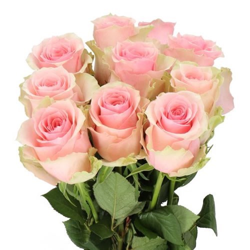 ROSE TANGO 60cm | Wholesale Dutch Flowers & Florist Supplies UK