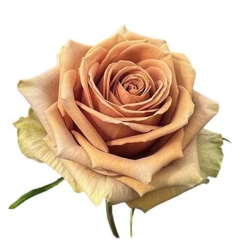 ROSE TEDDYS 70cm | Wholesale Dutch Flowers & Florist Supplies UK