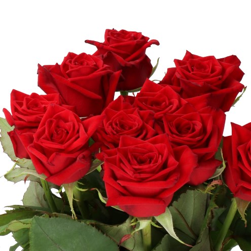 ROSE TESTAROSSA 60cm | Wholesale Dutch Flowers & Florist Supplies UK