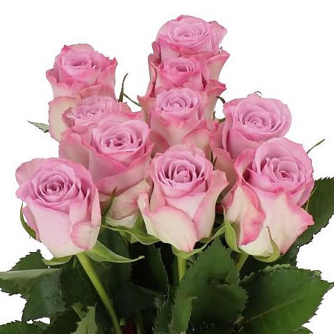 ROSE THRILLER 50cm | Wholesale Dutch Flowers & Florist Supplies UK