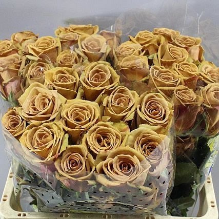 ROSE TOFFEE (ECUADOR LARGE HEADS) 60cm | Wholesale Dutch Flowers ...