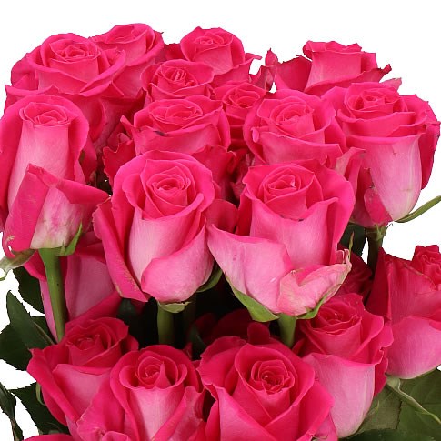 ROSE TOPAZ (ECUADOR LARGE HEADS) 40cm | Wholesale Dutch Flowers ...