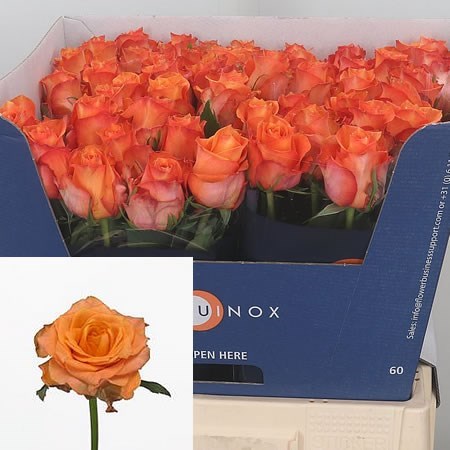 ROSE TWILIGHT 40cm | Wholesale Dutch Flowers & Florist Supplies UK