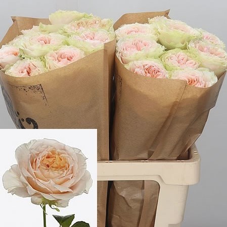 ROSE VICTORIAN BRIDE 50cm | Wholesale Dutch Flowers & Florist Supplies UK