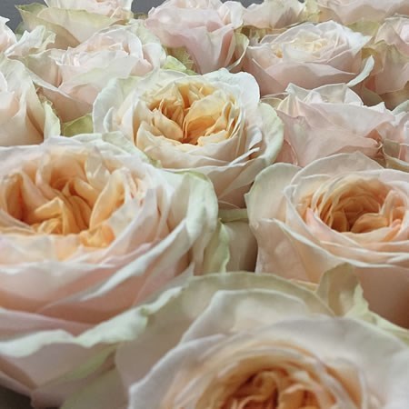 ROSE VICTORIAN PEACH 50cm | Wholesale Dutch Flowers & Florist Supplies UK