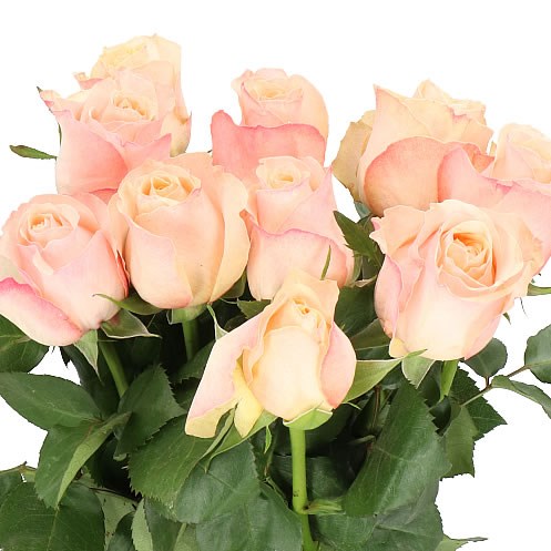 ROSE VICTORIAN PEACH 50cm | Wholesale Dutch Flowers & Florist Supplies UK
