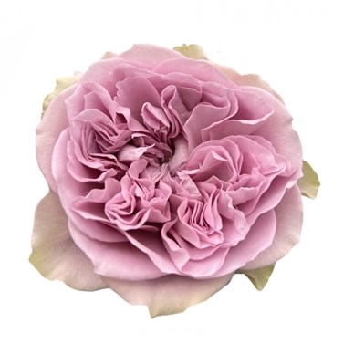 ROSE VILLA LILLA 70cm | Wholesale Dutch Flowers & Florist Supplies UK