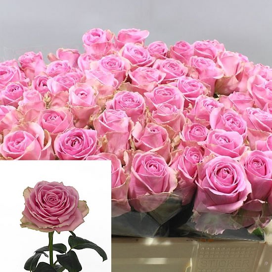 ROSE WHAM 50cm | Wholesale Dutch Flowers & Florist Supplies UK