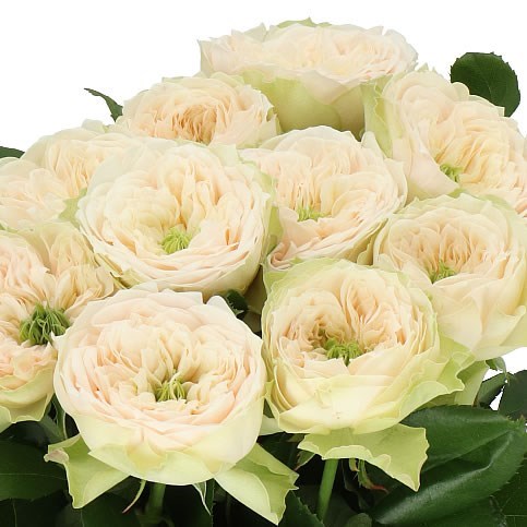 ROSE WHITBY ABBEY 50cm | Wholesale Dutch Flowers & Florist Supplies UK