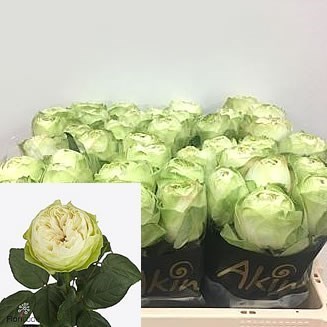ROSE WHITE KAHALA-BB 60cm | Wholesale Dutch Flowers & Florist Supplies UK