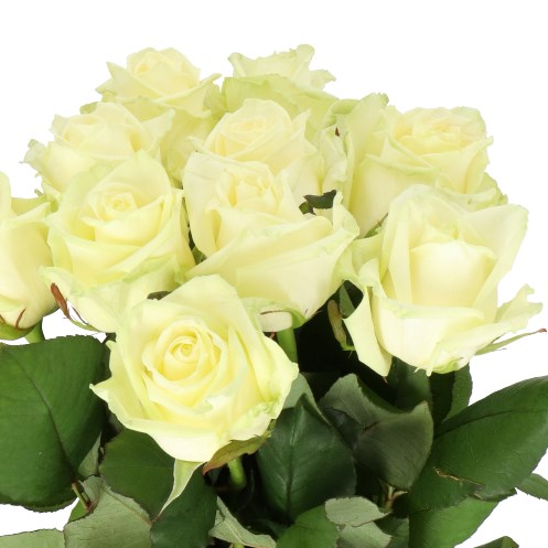 ROSE WHITE NAOMI 55cm | Wholesale Dutch Flowers & Florist Supplies UK