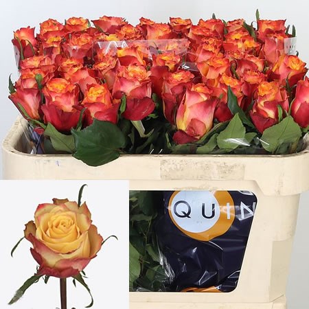 ROSE WILDFOX 50cm | Wholesale Dutch Flowers & Florist Supplies UK