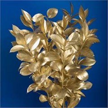 HARD RUSCUS DYED GOLD 60cm | Wholesale Dutch Flowers & Florist Supplies UK