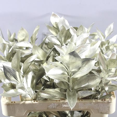 RUSCUS DYED PLATINUM 60cm | Wholesale Dutch Flowers & Florist Supplies UK