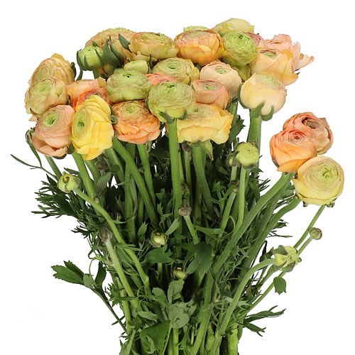 Ranunculus Aazur Apricot 45cm | Wholesale Dutch Flowers & Florist ...