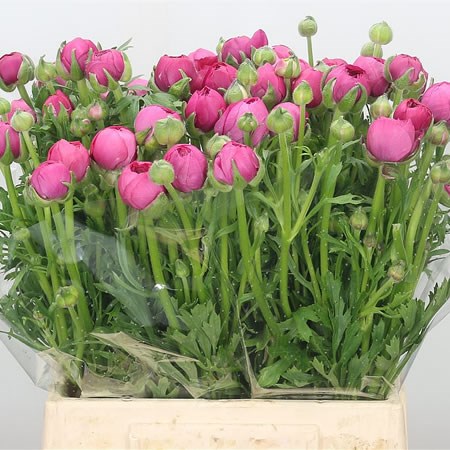 Ranunculus Aazur Hot Pink 40cm | Wholesale Dutch Flowers & Florist ...