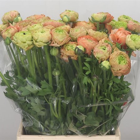 Ranunculus Aazur Peach 46cm | Wholesale Dutch Flowers & Florist Supplies UK