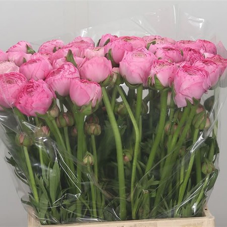 Ranunculus Aazur Pink 45cm | Wholesale Dutch Flowers & Florist Supplies UK