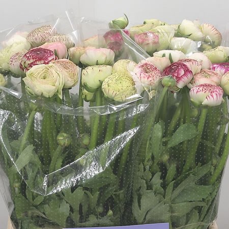 Ranunculus Aazur Pink Stripe 45cm | Wholesale Dutch Flowers & Florist ...