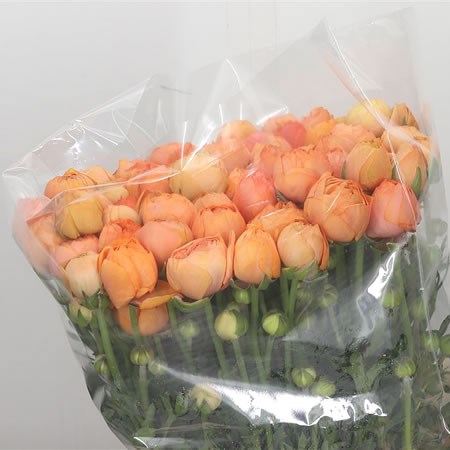 Ranunculus Aazur Salmon 42cm | Wholesale Dutch Flowers & Florist ...